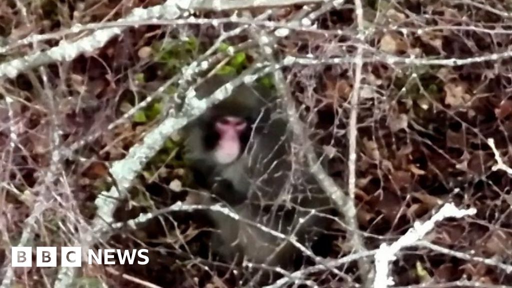 Watch: New video emerges of escaped monkey in the Highlands - BBC News