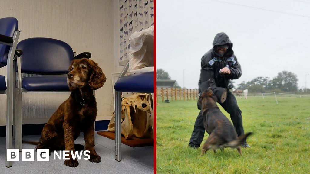 South Wales Police: Crime-fighting dog unit celebrates 60 years - BBC News
