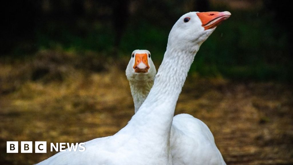 NI poultry figures on the rise, census shows - BBC News