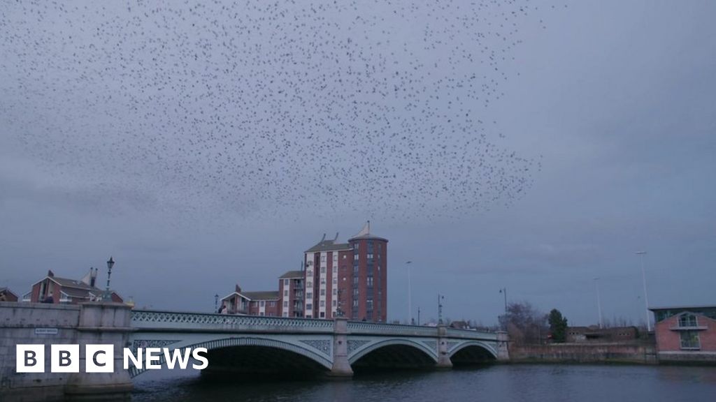 'It was a spectacular murmuration' - BBC News