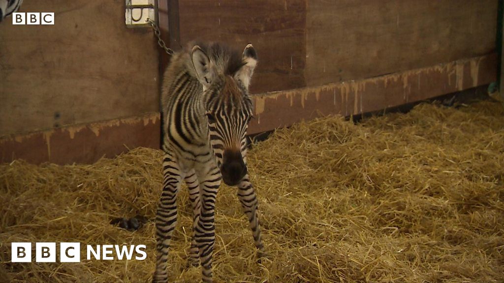 Baby zebra born at Wolds Wildlife Park. - BBC News