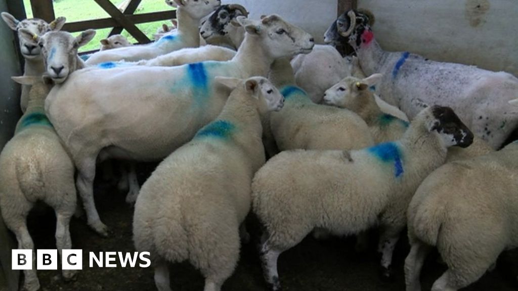 Trial of technology to tackle sheep rustling in North Yorkshire - BBC News