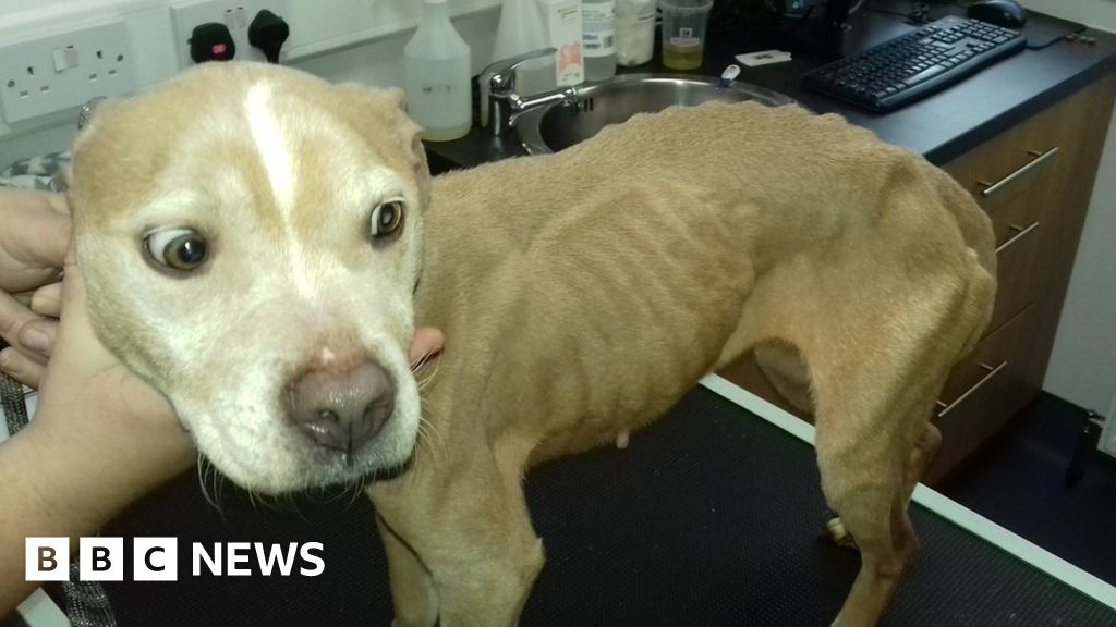 Owner of 'severely emaciated' Dundee dog given animal ban