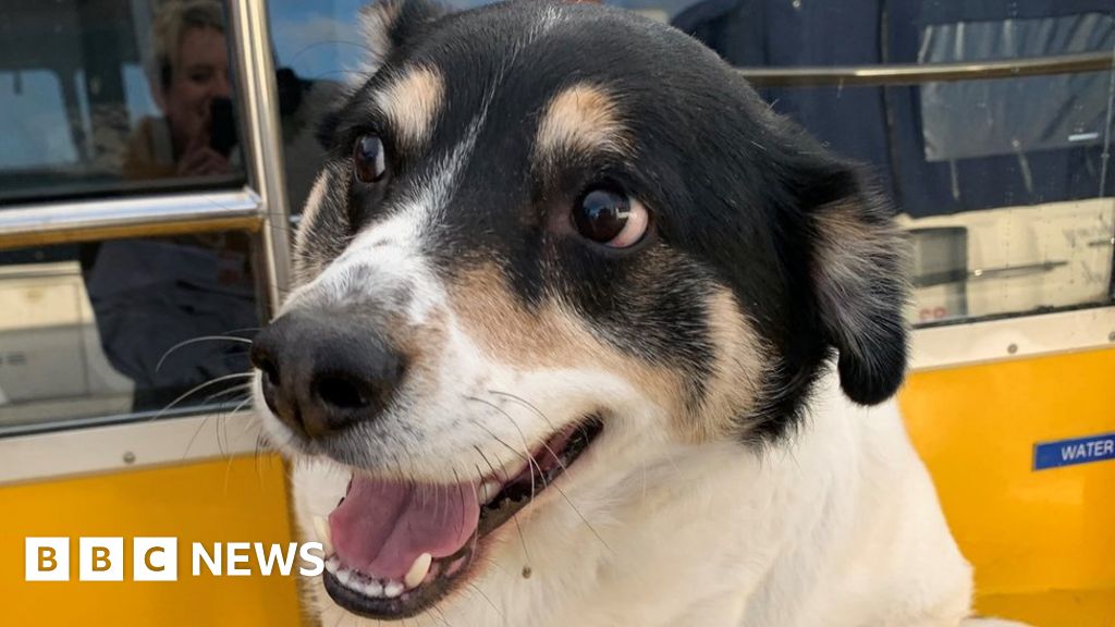 'Guardian angel' dog hailed after Nottinghamshire water rescue - BBC News