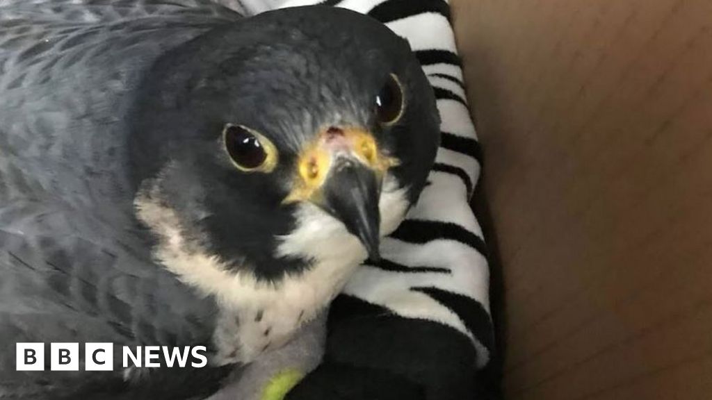 Peregrine falcon rescued from Cambridgeshire tree-top trauma - BBC News
