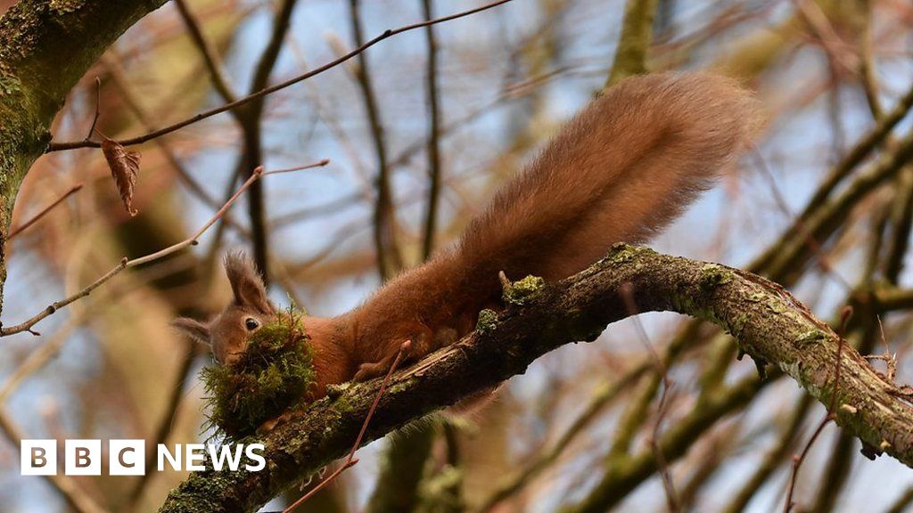 Are some red squirrels hanging out in the wrong forests? - BBC News