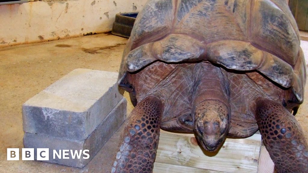 Giant tortoises prove X-ray challenge at Paignton Zoo - BBC News