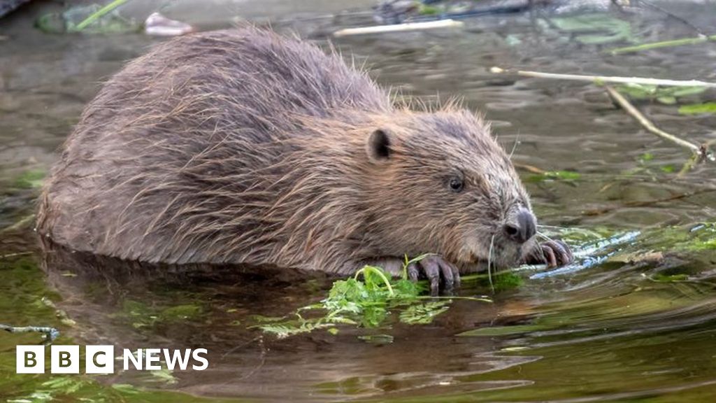 Beavers could return to Cairngorms this autumn - BBC News