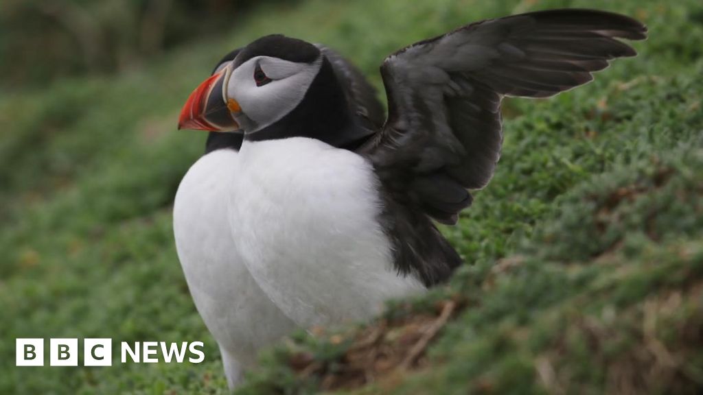 Puffin numbers boom to 1940s-level high on Skokholm - BBC News
