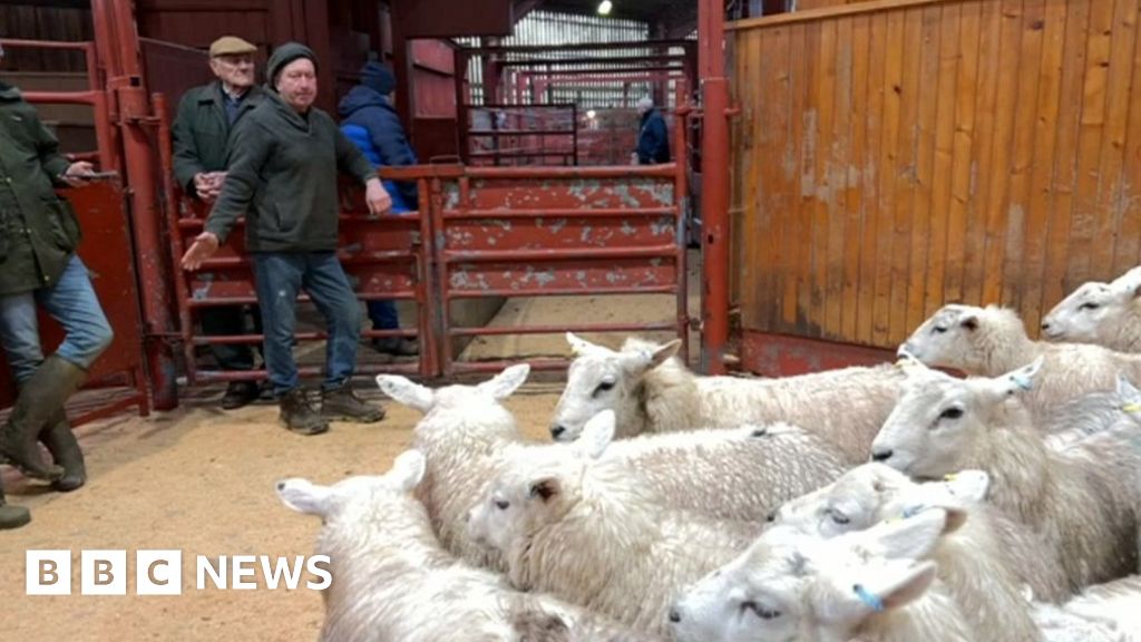 Northumberland farming under acute pressure, report finds - BBC News
