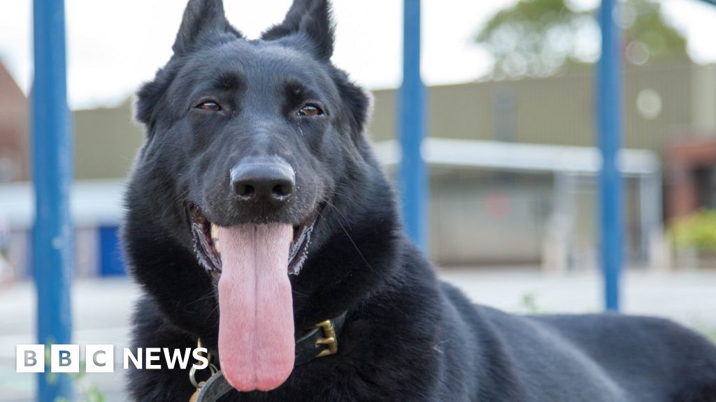 Police dog finds burglar under bed at Liverpool house - BBC News