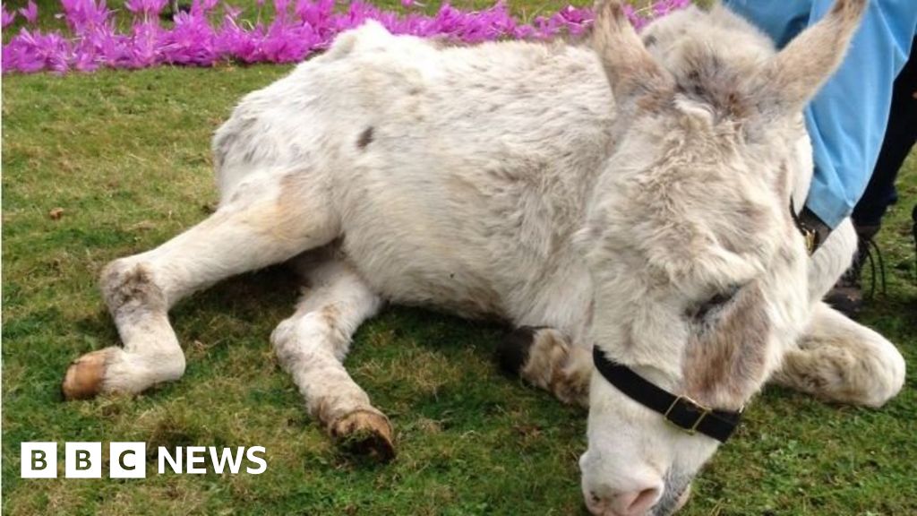 Firefighters rescue donkey from kitchen floor after fall - BBC News