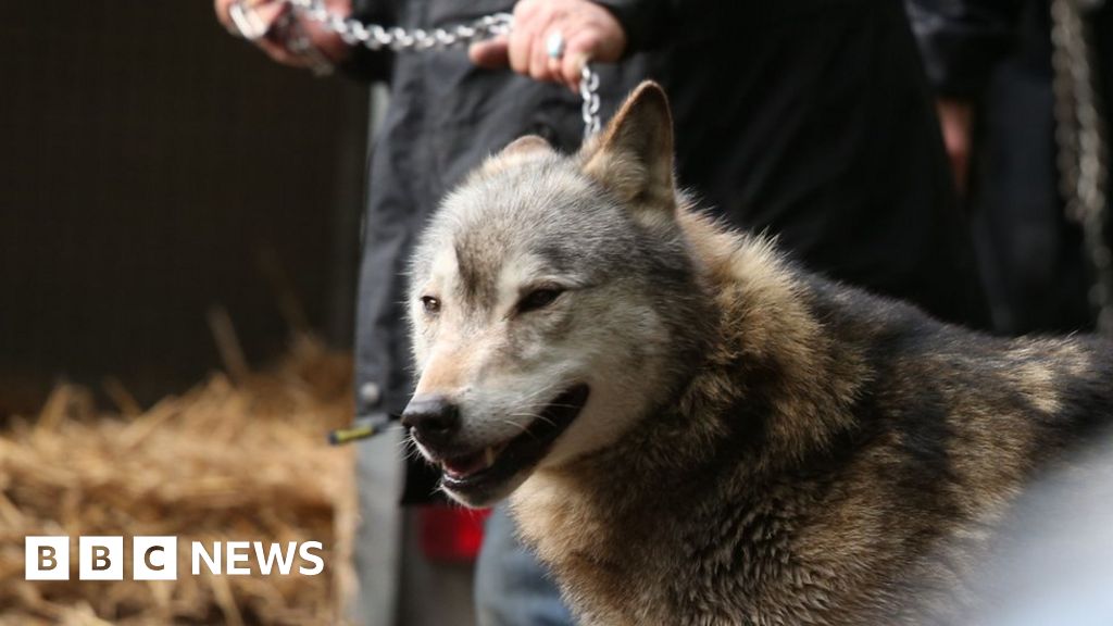 Berkshire wolf escaped 'after gate left open' - BBC News