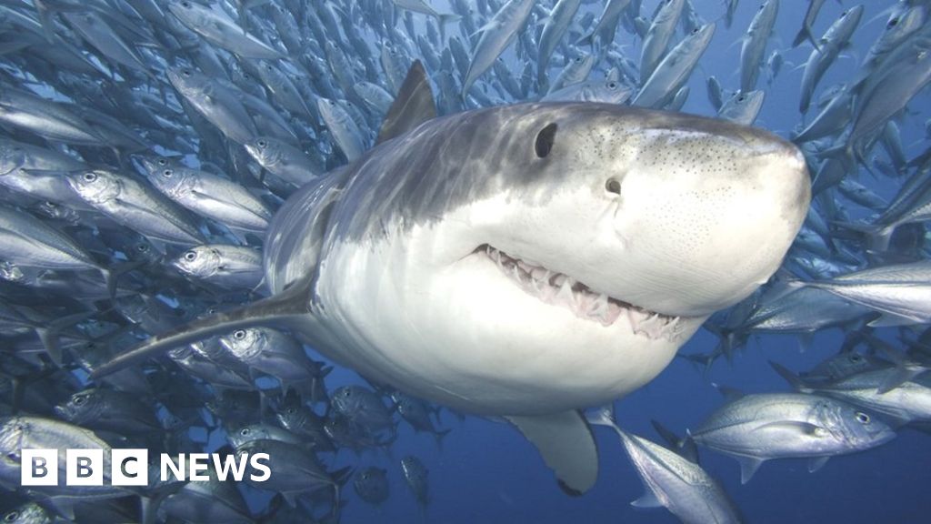 Climate change: UN panel signals red alert on 'Blue Planet'