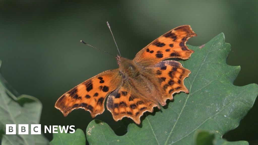 Essex Wildlife Trust urges people to record butterfly sightings