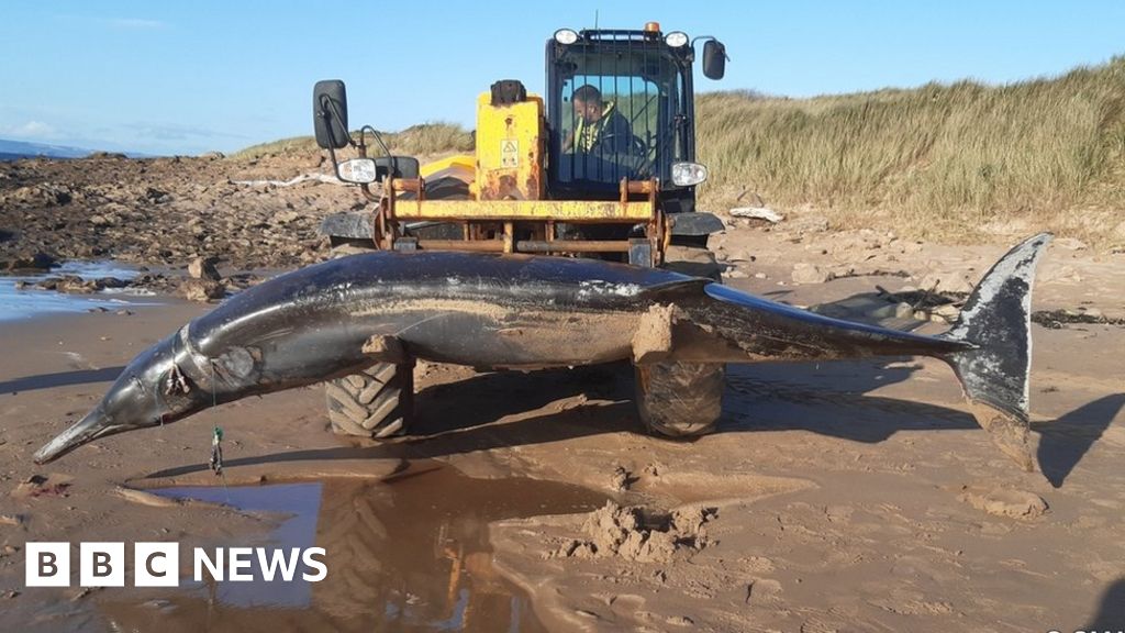 Whale washed up in East Lothian had 'agonising death' - BBC News