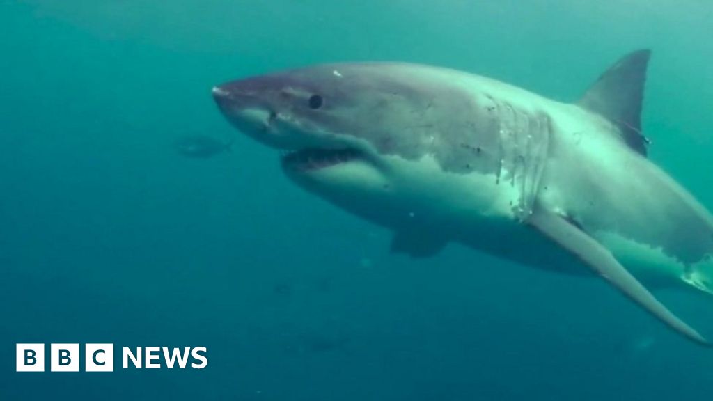 Australia sharks: Campaigners call for end to nets - BBC News