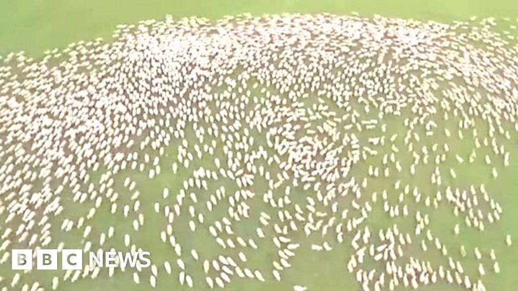 Birds-eye view of sheep looking like a flock of birds - BBC News