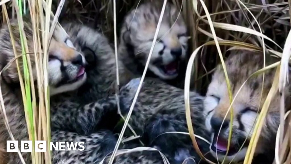 Cheetah cubs snuggle up after rare birth in India - BBC News