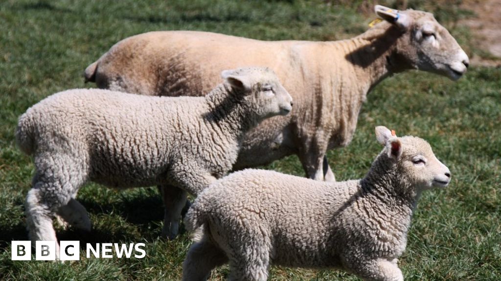 Climate change: Report says 'cut lamb and beef'