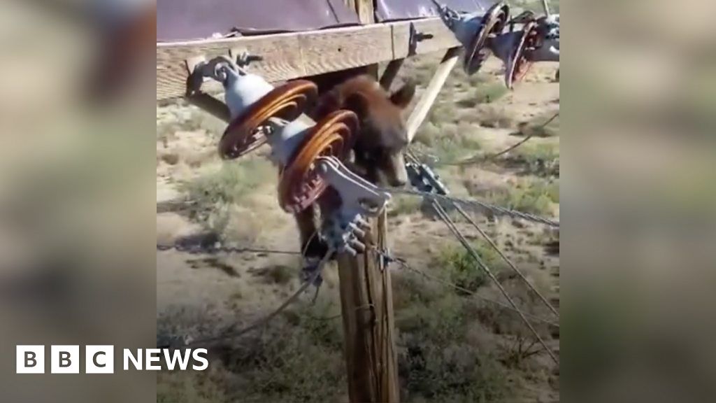 The moment a bear was coaxed off a utility pole