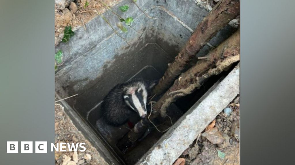 Badger rescued after falling down manhole at cemetery - BBC News