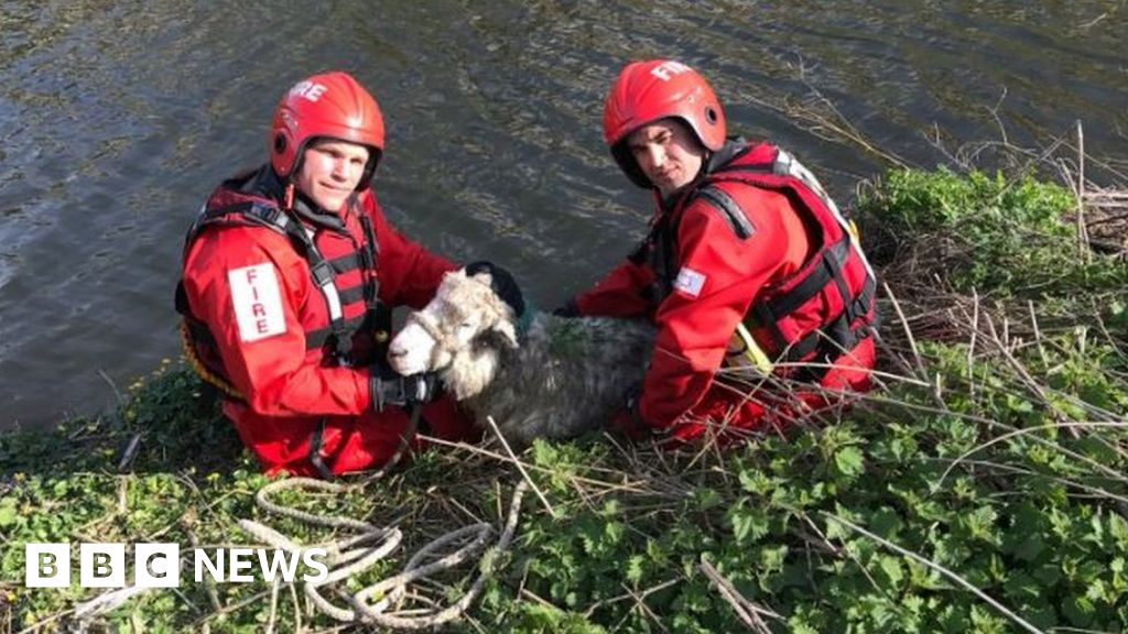 'Minty' the canal rescue sheep stays with firefighters - BBC News