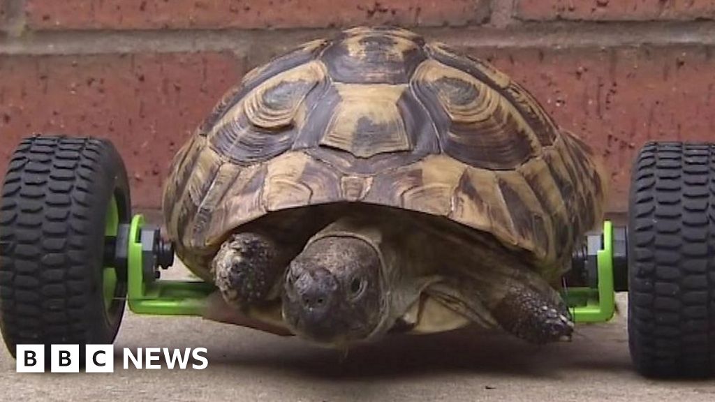 Rat attack two-legged tortoise fitted with toy wheels