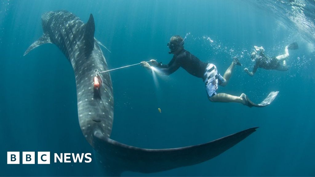 Tracking a whale shark - BBC News