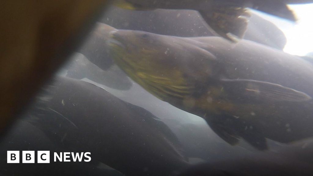 Inside effort to save critically endangered totoaba fish - BBC News
