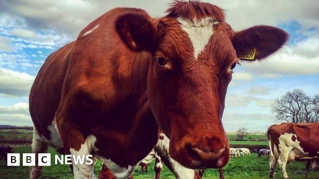 Cows leap for joy at being outside again - BBC News