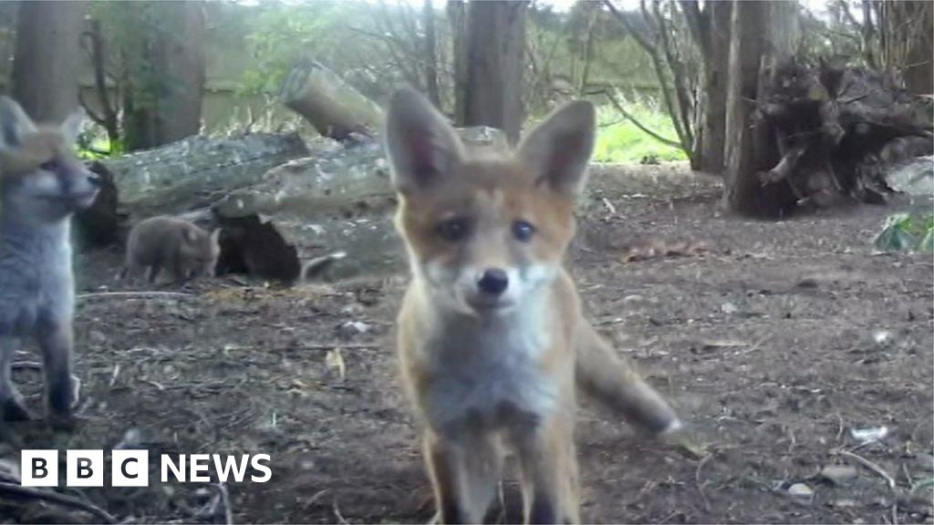 York fox family brings joy to brain rehab unit residents