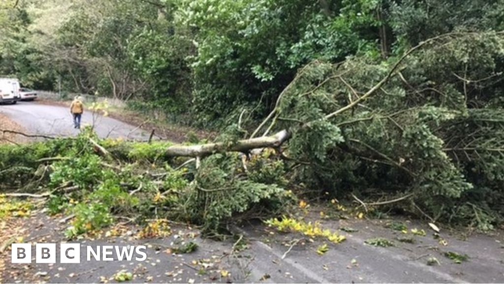 Man dodges falling trees during winds from former Hurricane Ophelia ...