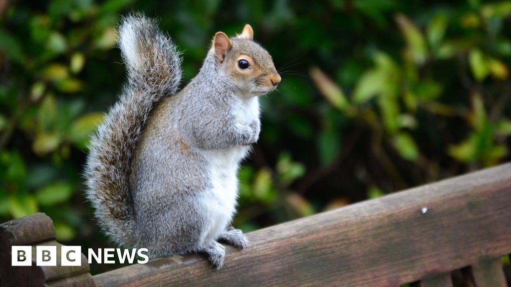 Grey squirrels fed to eagles in Moffat to protect native reds - BBC News