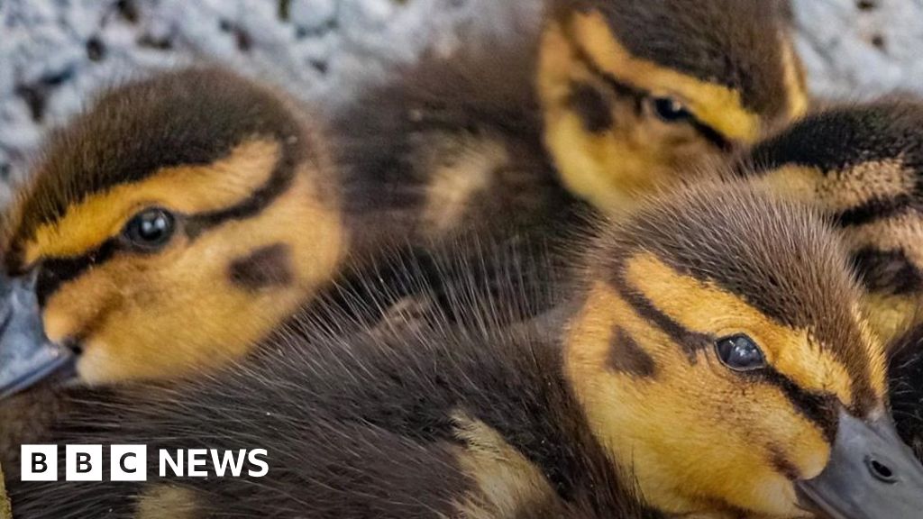 Delight as four rare ducklings hatch in Washington - BBC News