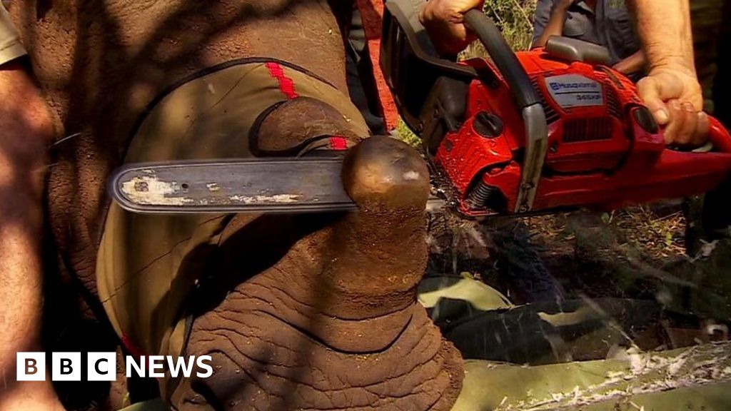 Cutting off horns to save rhinos from poachers