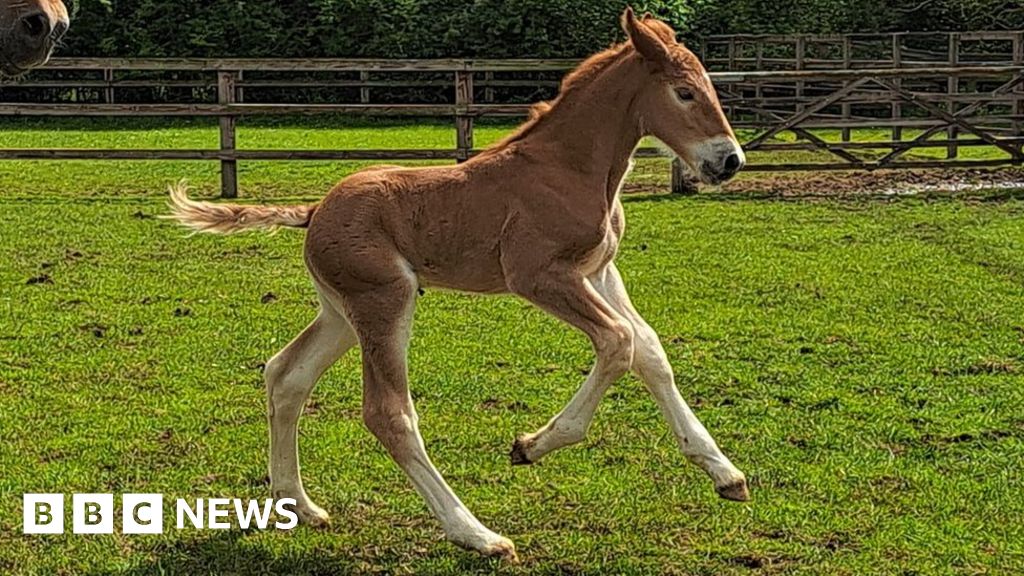 HM Lord-Lieutenant of Suffolk celebrates birth of Suffolk punch colt ...