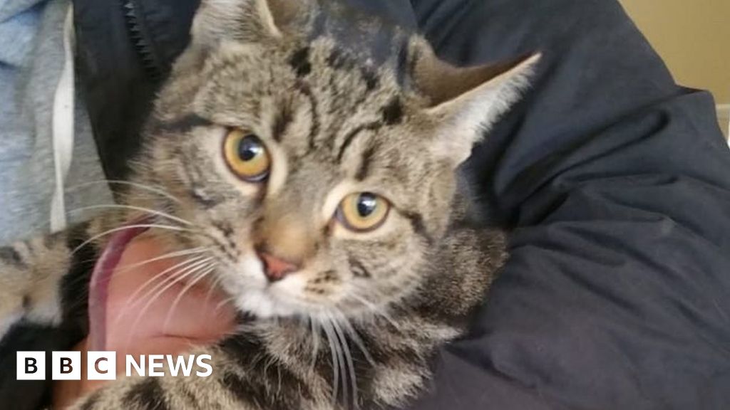 Birmingham 'cat whisperer' rescues 15th trapped pet in a year