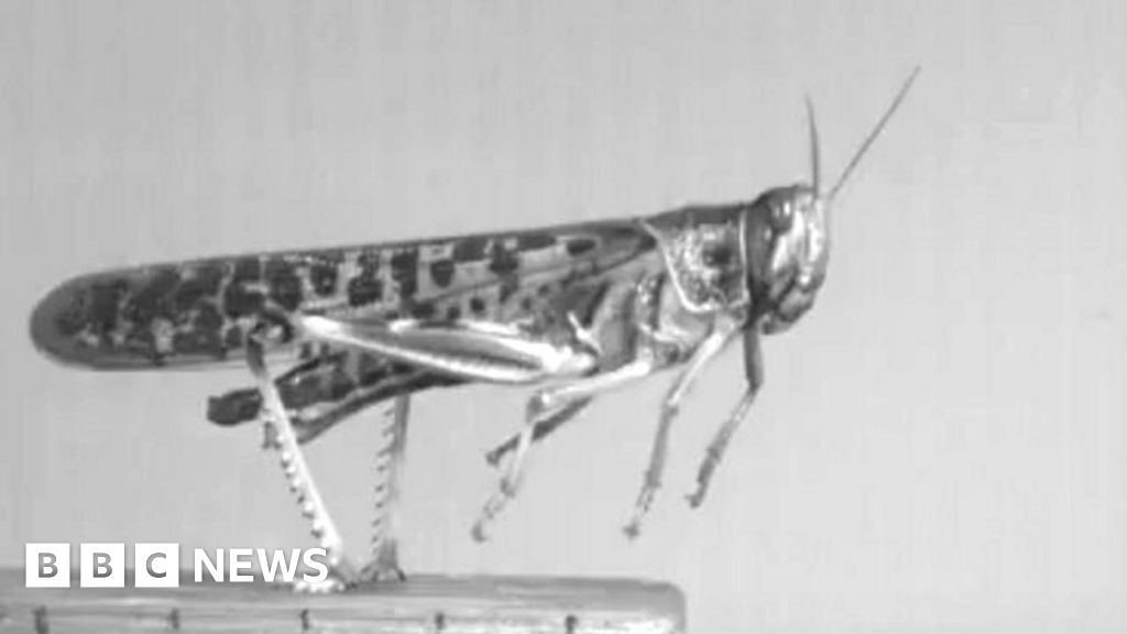 Why insects are marvels of engineering - BBC News