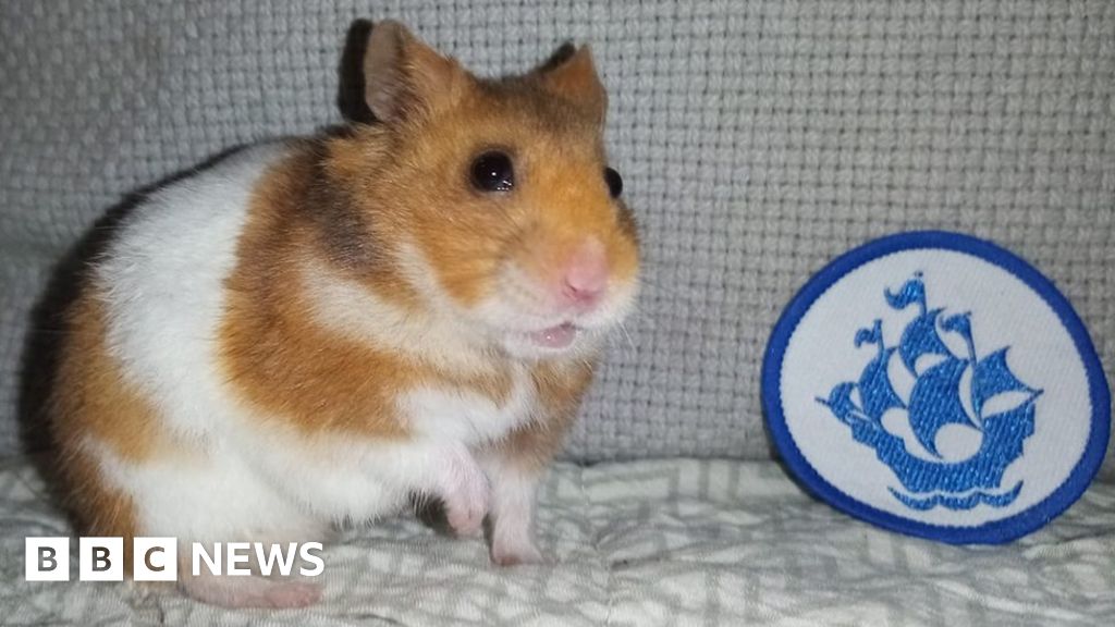 Blue Peter award given to Weston-super-Mare hamster