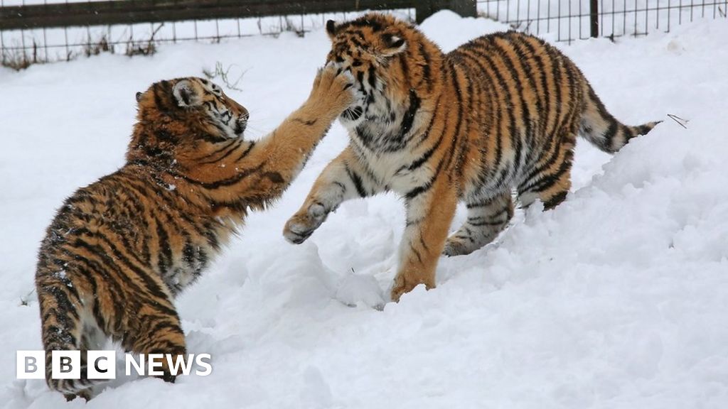 In pictures: Park's tiger cubs revel in wintry weather