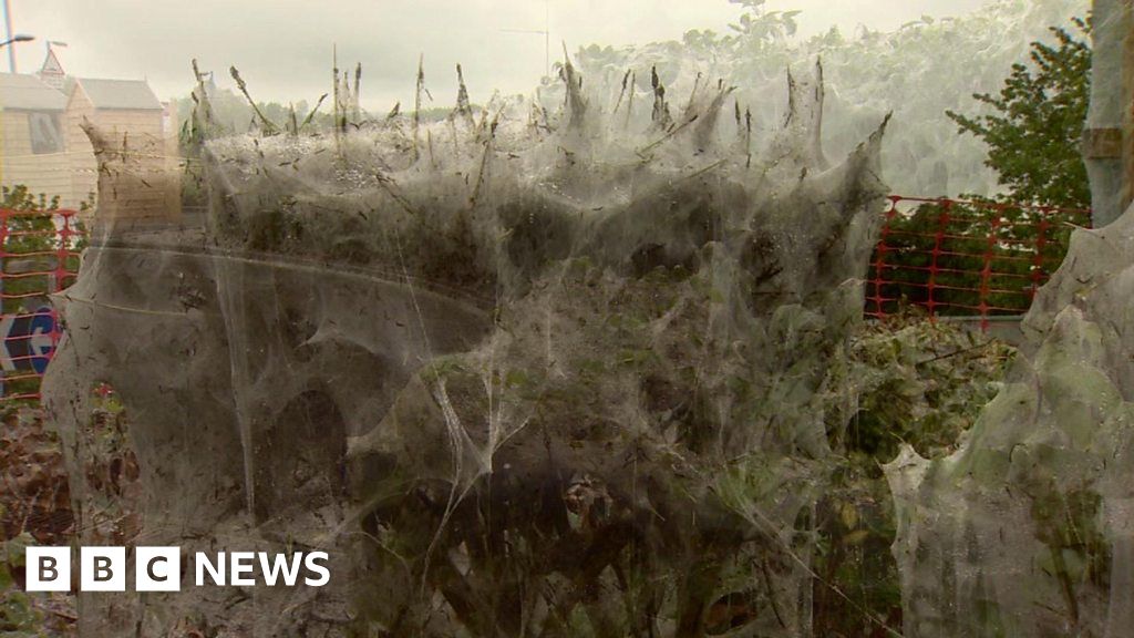 A 30ft-long caterpillar web has appeared on bushes in Stirling - BBC News