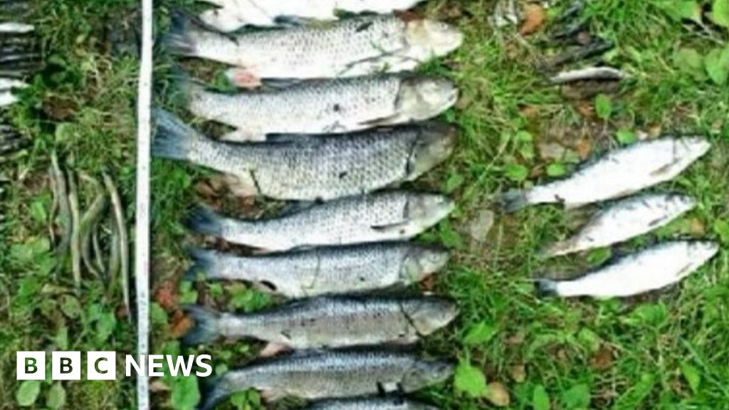 River Leadon ammonia leak kills 'thousands of fish' - BBC News