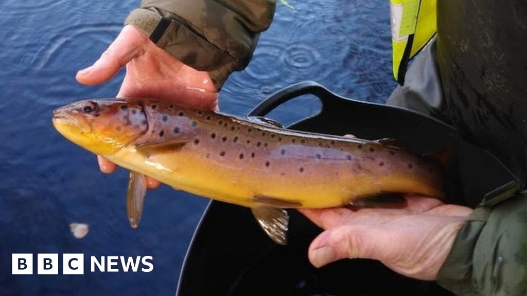Fish moved to allow for Caledonian Canal maintenance work - BBC News