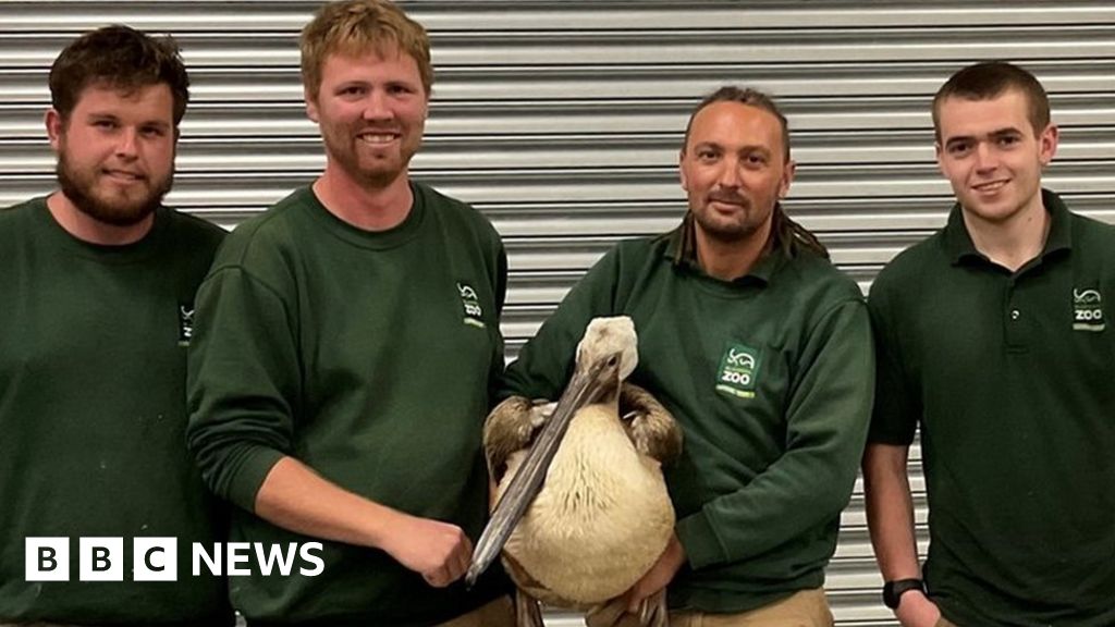 Blackpool Zoo: Missing pelican found 65 miles away - BBC News