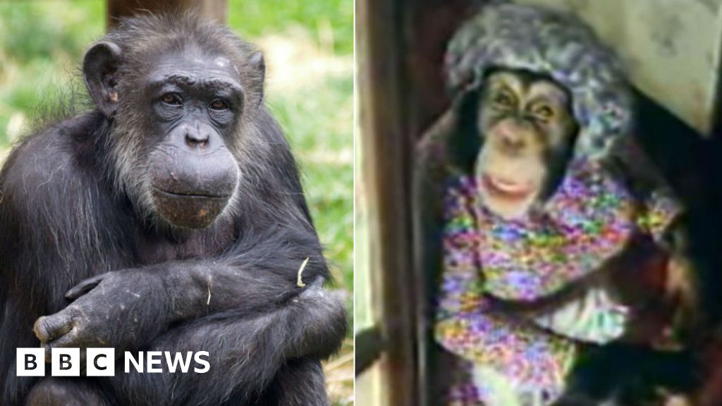 Last original PG Tips chimp Choppers dies at Twycross Zoo - BBC News