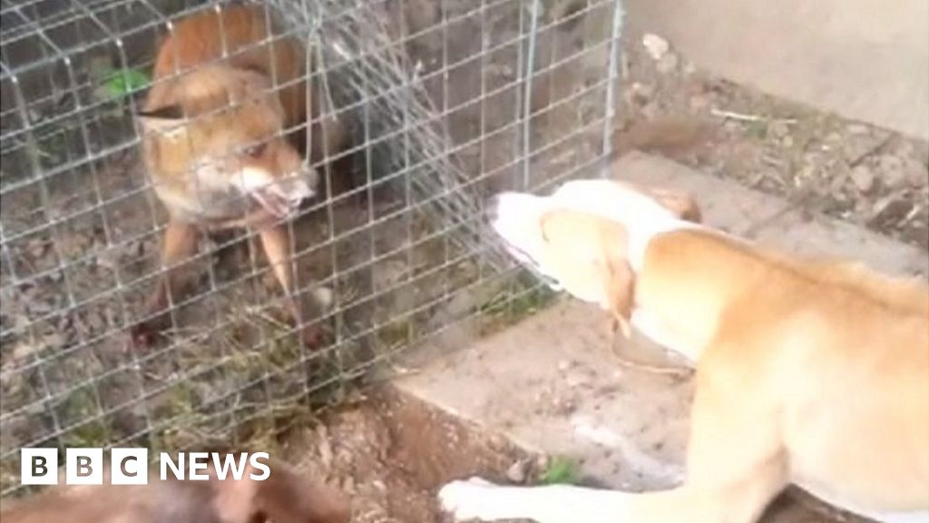 Caged animal fight organiser jailed - BBC News