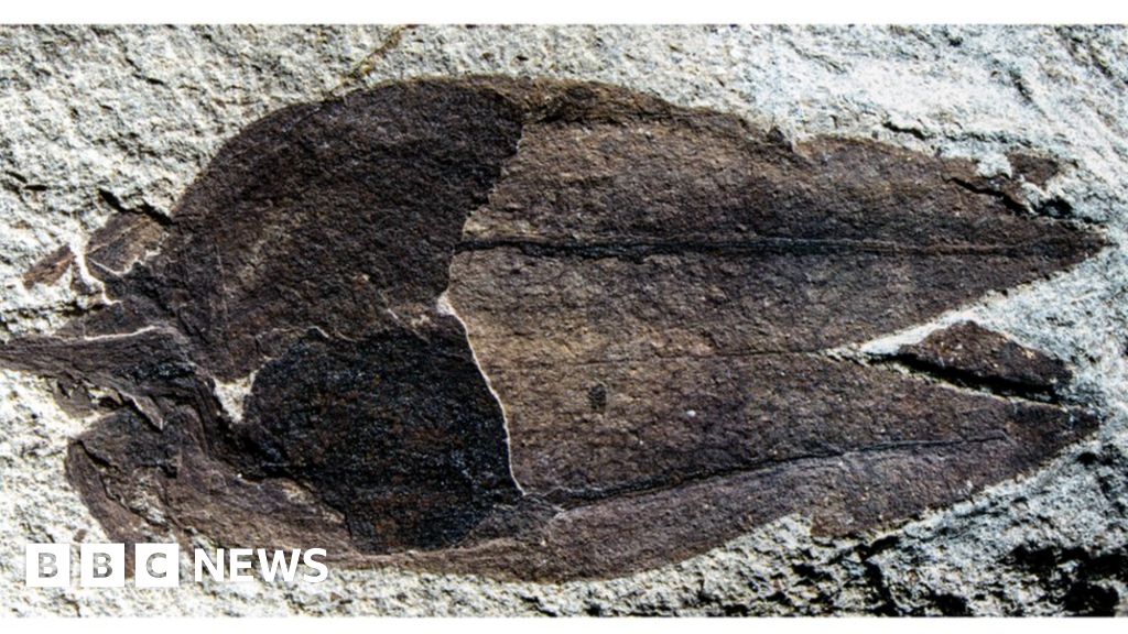 Fossil fruit from 52 million years ago revealed - BBC News