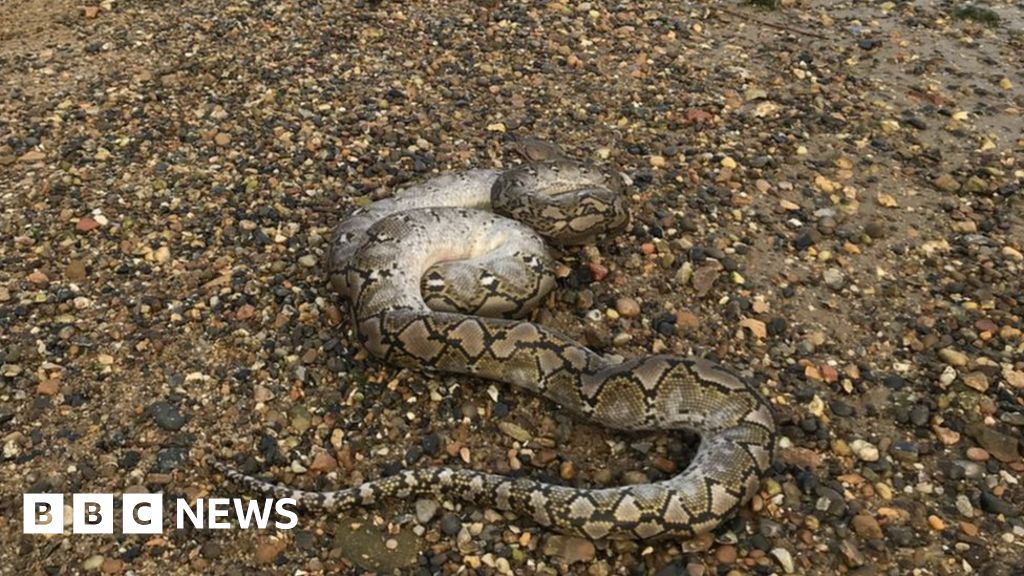 Python found dead on shore near Orwell Bridge in Suffolk - BBC News