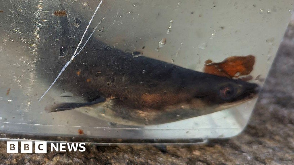 Eel found on Plymouth doorstep rescued by RSPCA